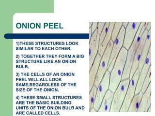 Fundamental Unit of life.ppt