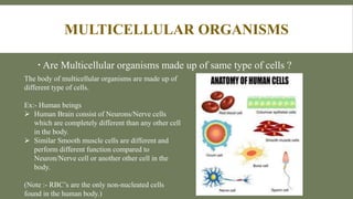 Fundamental Unit of Life-Cell-I | PPTX