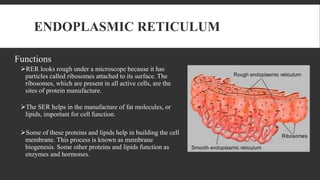 Fundamental Unit of Life-Cell- II | PPTX