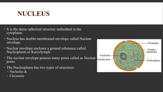 Fundamental Unit of Life-Cell- II | PPT