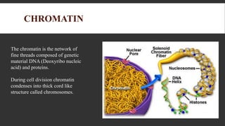 Fundamental Unit of Life-Cell- II | PPTX