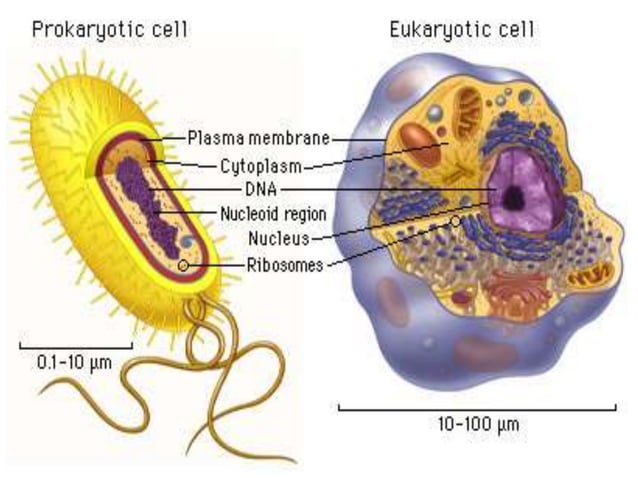 cellFUNDAMENTAL UNIT OF LIFE CLASS9 .ppt