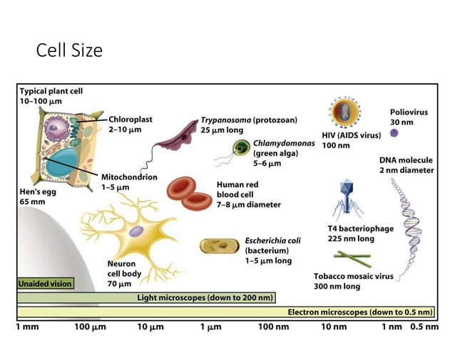 cellFUNDAMENTAL UNIT OF LIFE CLASS9 .ppt
