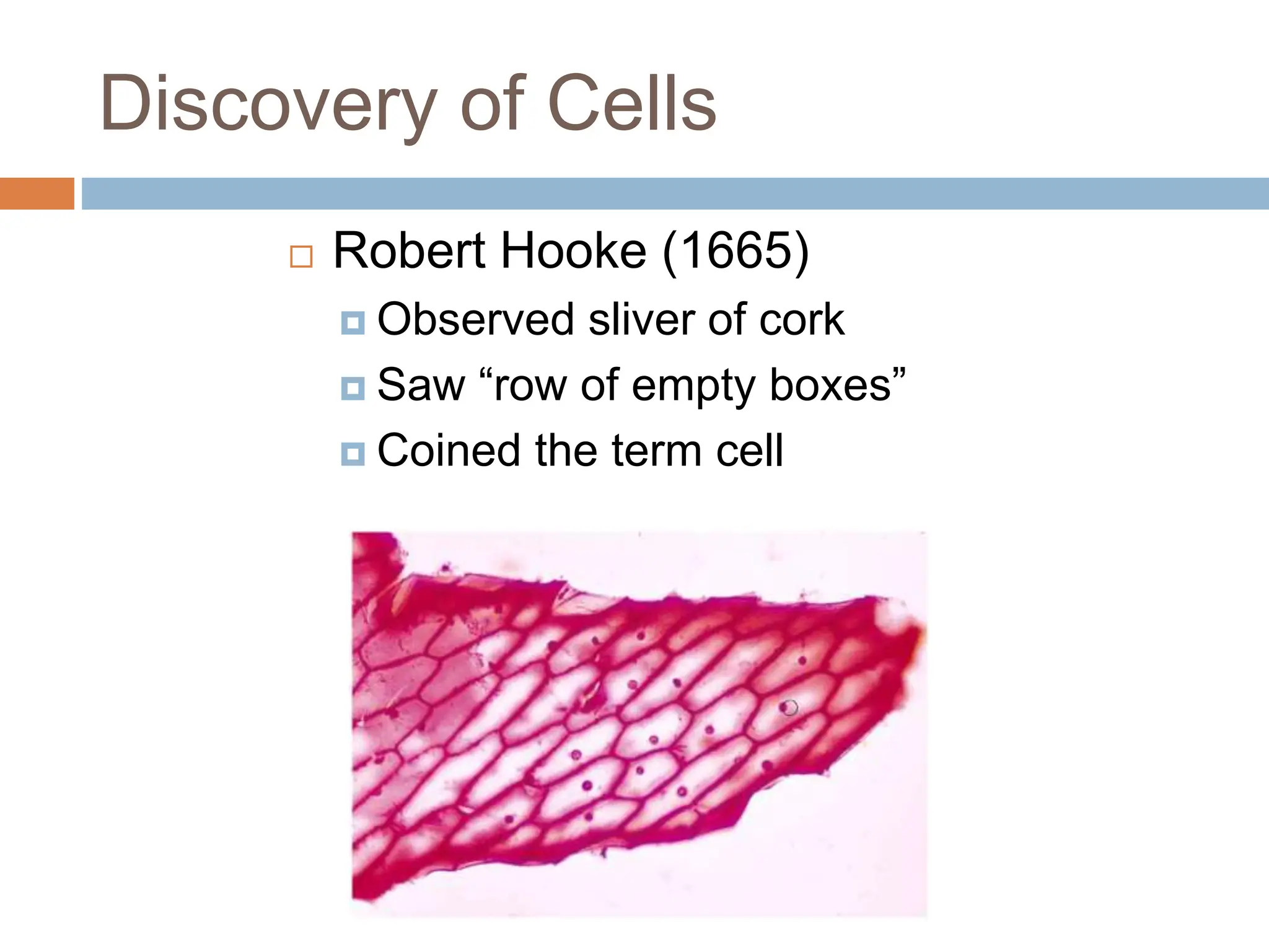 THE FUNDAMENTAL UNIT OF LIFE CLASS IX.ppt