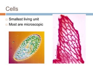 THE FUNDAMENTAL UNIT OF LIFE CLASS IX.ppt