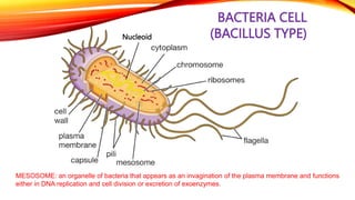 FUNDAMENTAL UNIT OF LIFE PART 1.pptx | Biological Sciences | Science