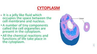 Fundamental unit of life part | PPTX