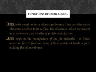Fundamental unit of life ppt | PPTX