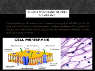 Fundamental unit of life ppt | PPT