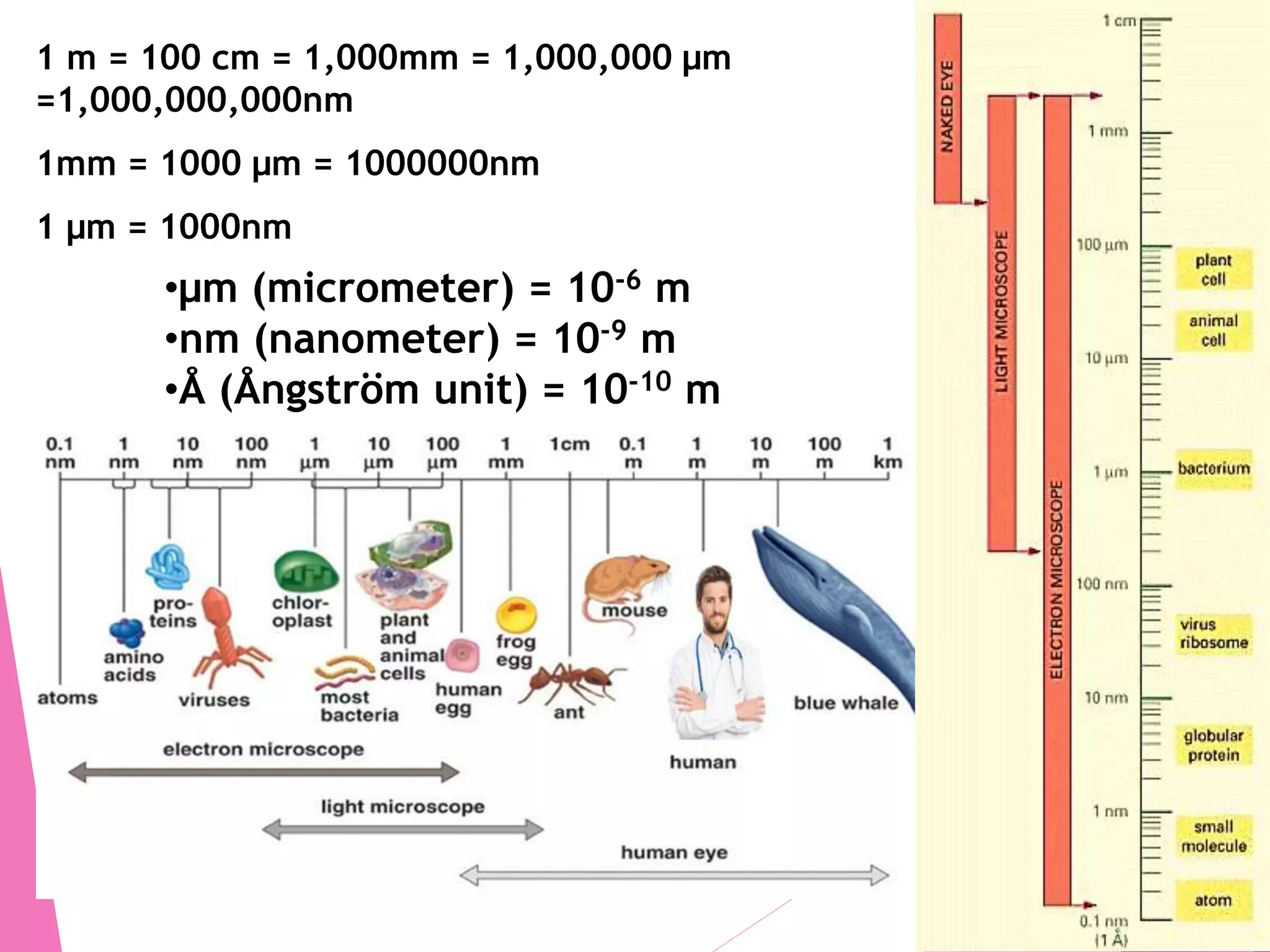 Fundamental Units of Life. ppt | PPTX | Chemistry | Science