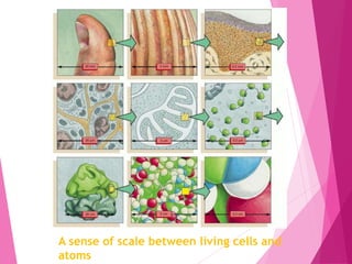 Fundamental Units of Life. ppt | PPT