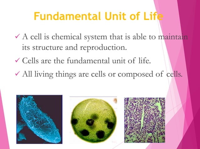 Fundamental Units of Life. ppt