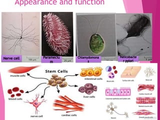 Fundamental Units of Life. ppt | PPT