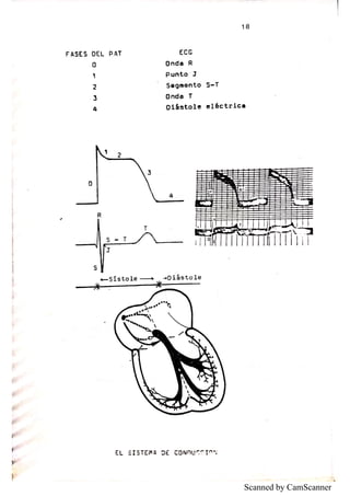 Fundamentos de electrocardiografia.dr. edgar segarra. | PDF