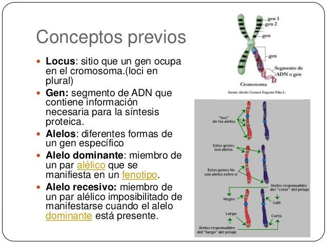 Fundamentos de la herencia