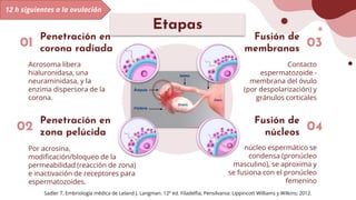 FUNDAMENTOS DE LA REPRODUCCIÓN HUMANA (1).pptx