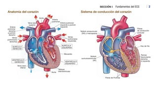 FUNDAMENTOS DE L ECG - SECCION 1 - HUSZAR.pdf
