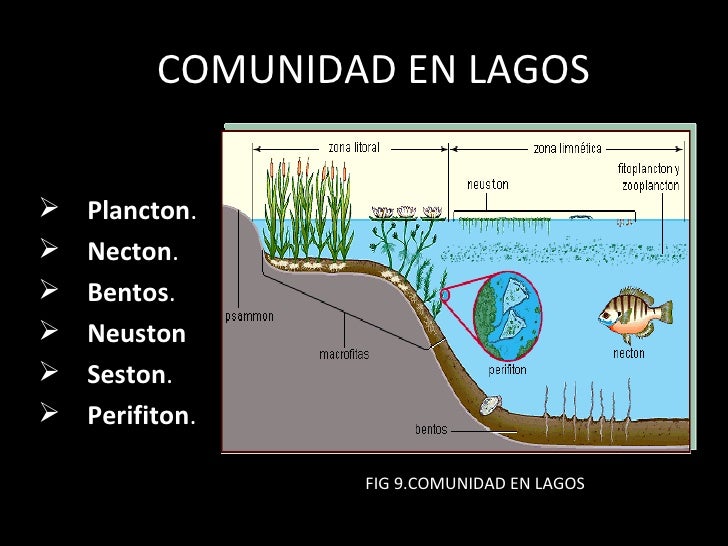 Fundamentos de limnologia por Christian Coloma G.