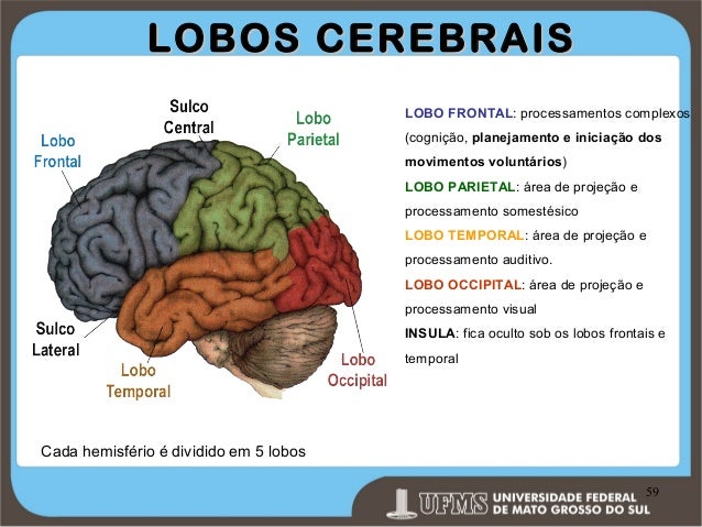 Fundamentos de Neurociências