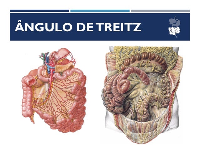 Anatomia do Sistema Digestório