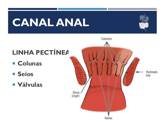 Anatomia do Sistema Digestório