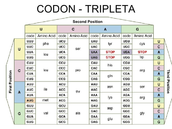 Fundamentos en genetica
