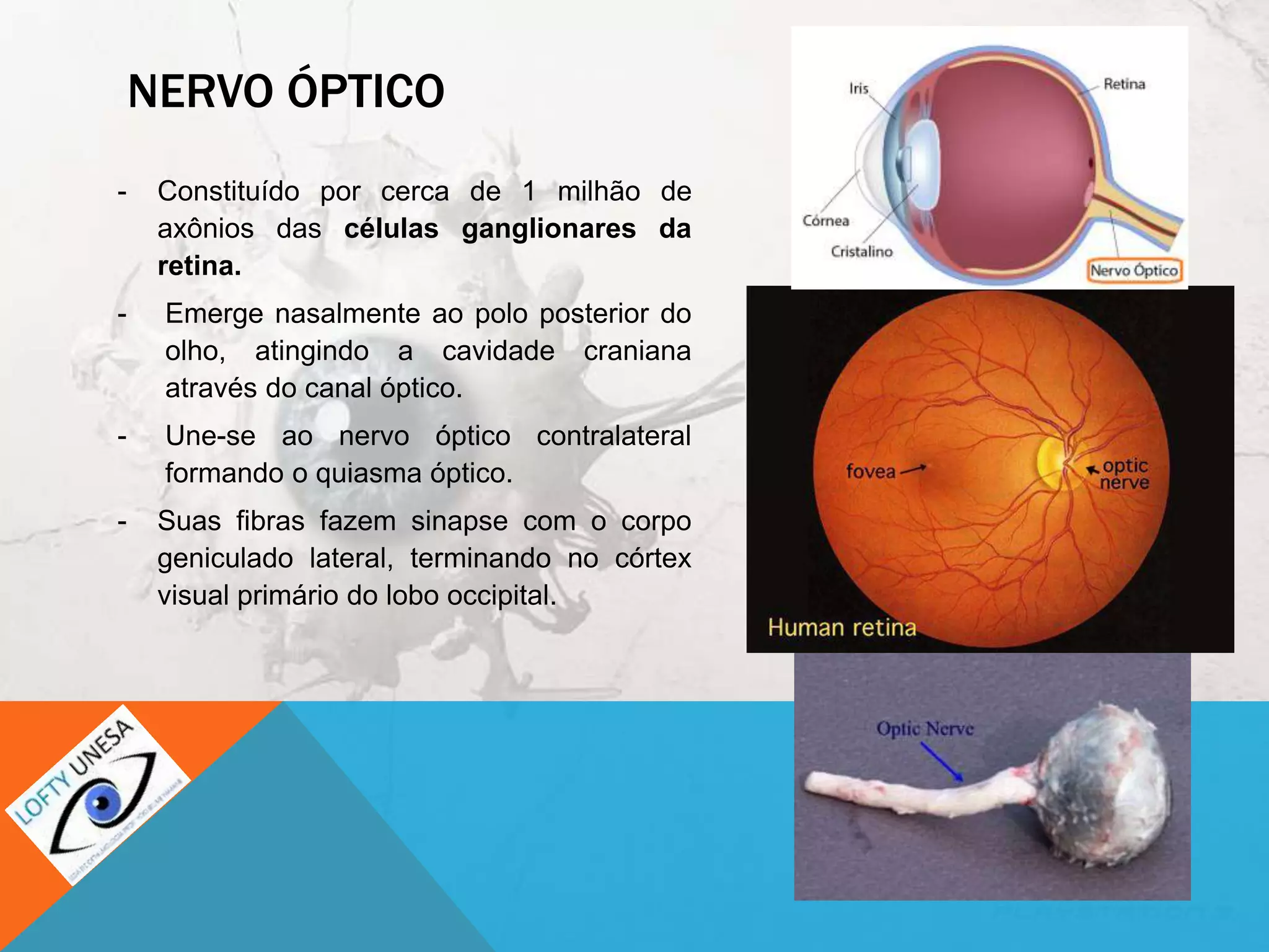 Fundoscopia direta | PPTX | Eye and Vision Conditions | Diseases and ...
