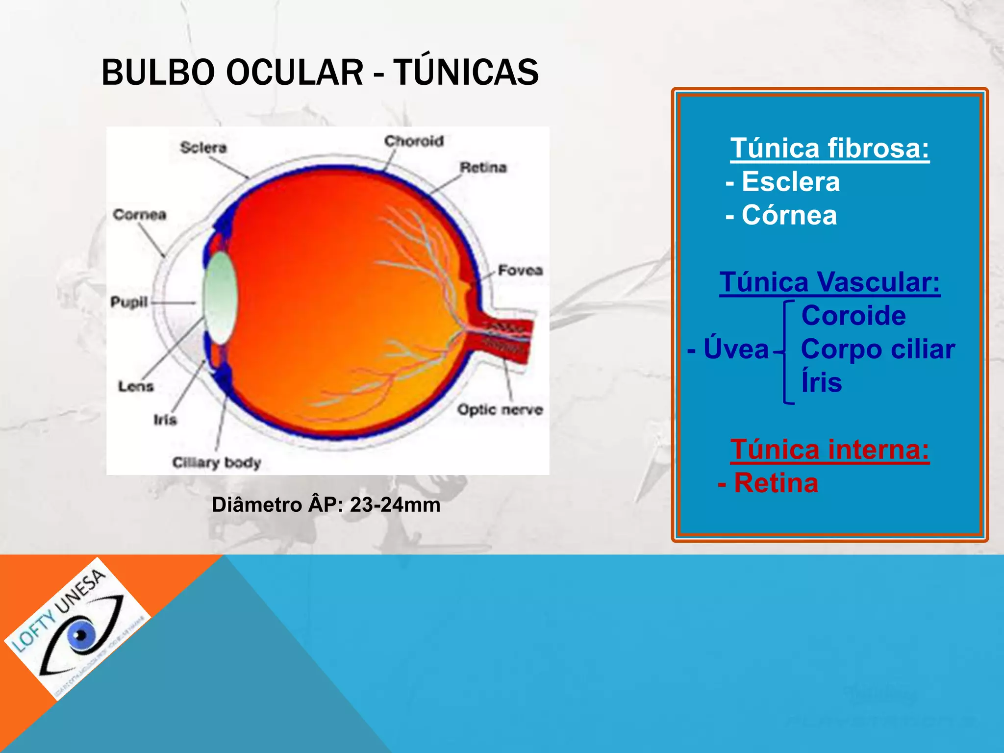 Fundoscopia direta | PPTX | Eye and Vision Conditions | Diseases and ...