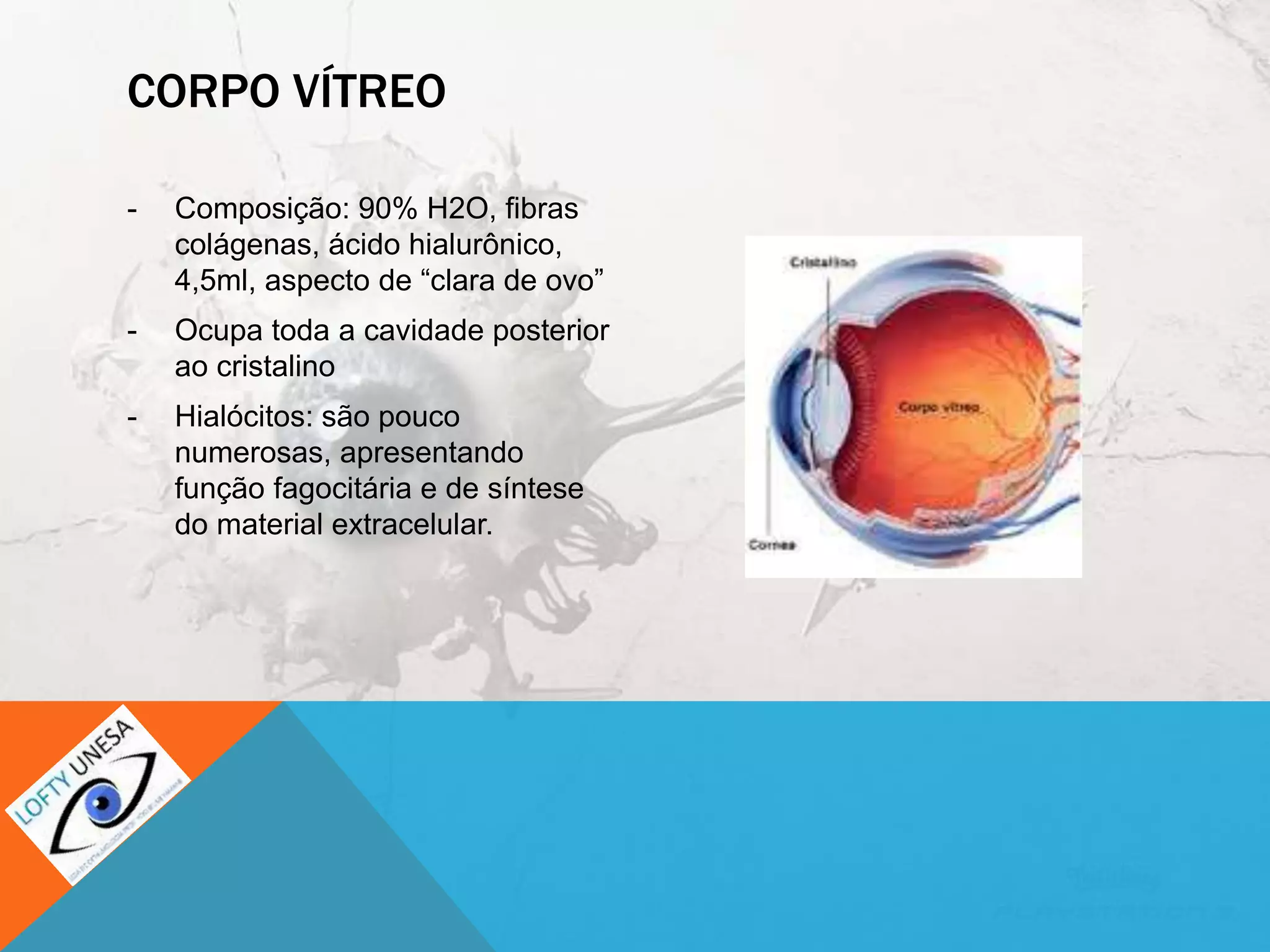 Fundoscopia direta | PPTX | Eye and Vision Conditions | Diseases and ...