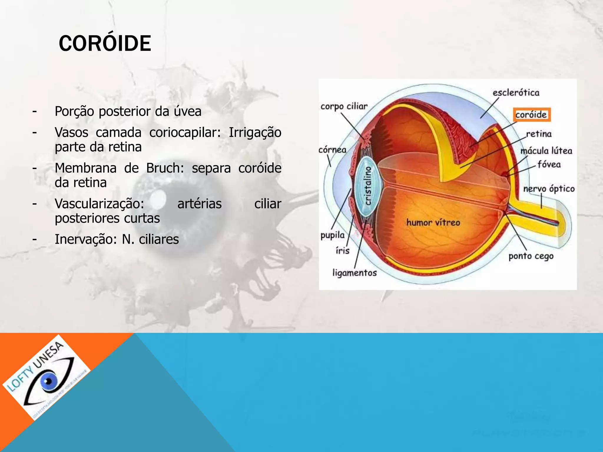 Fundoscopia direta | PPTX | Eye and Vision Conditions | Diseases and ...