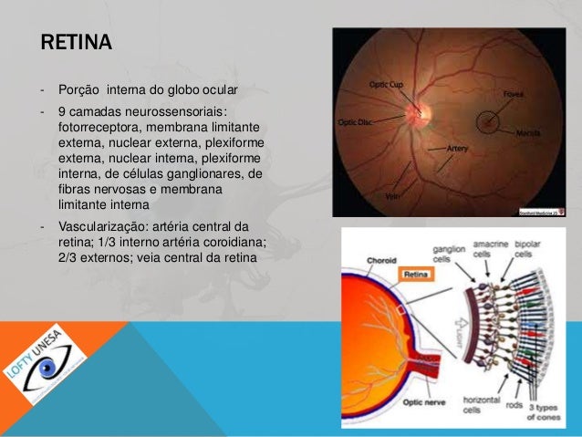 Fundoscopia direta