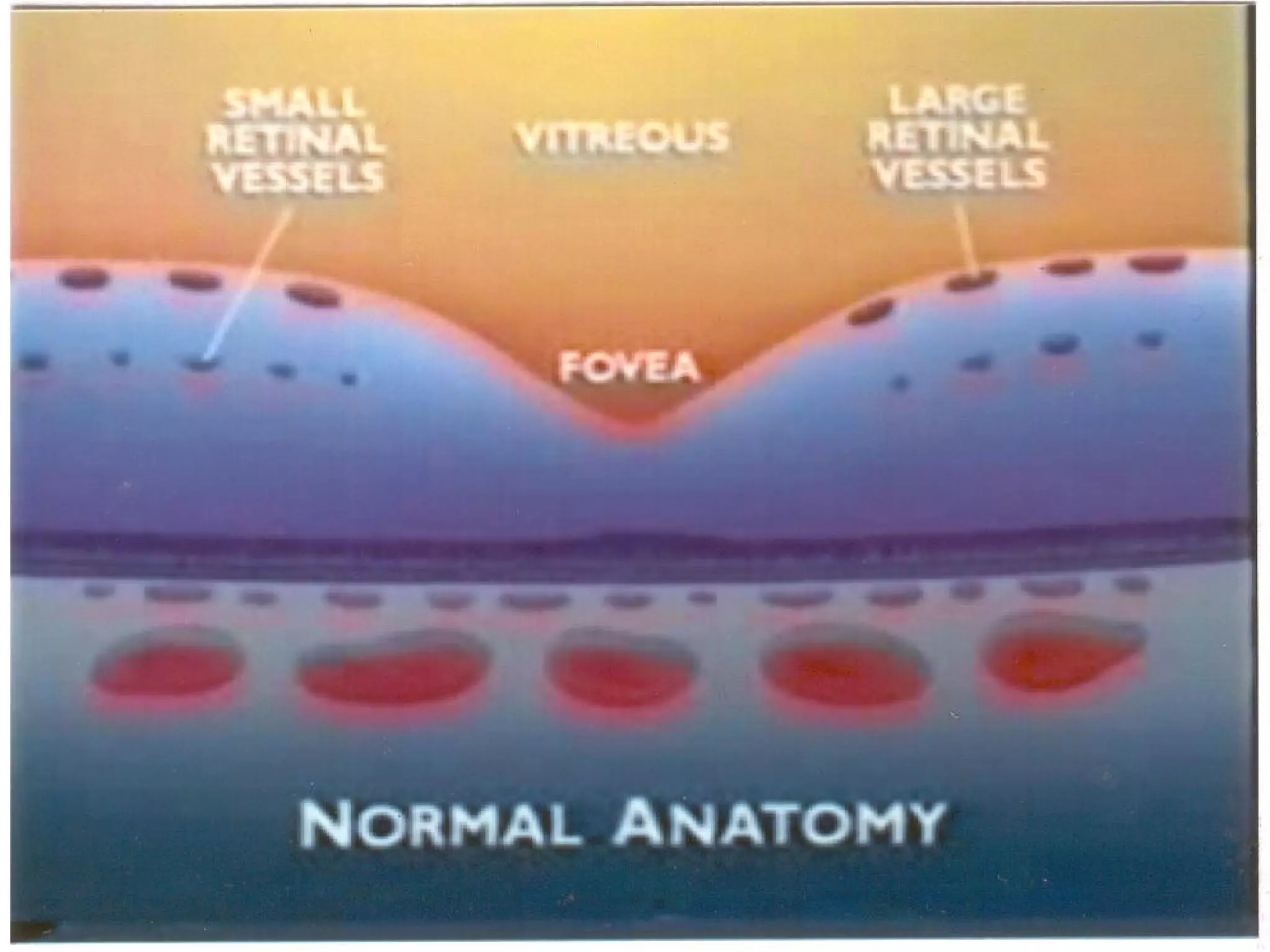 Fundus examination | PPT