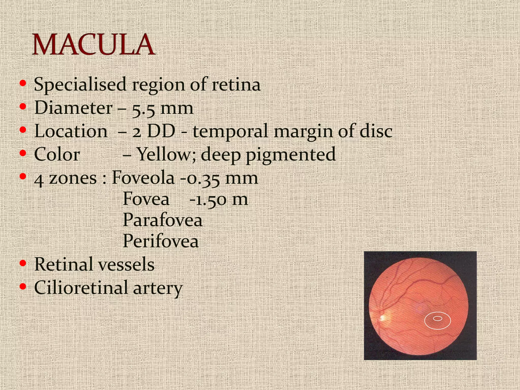 Fundus examination | PPT
