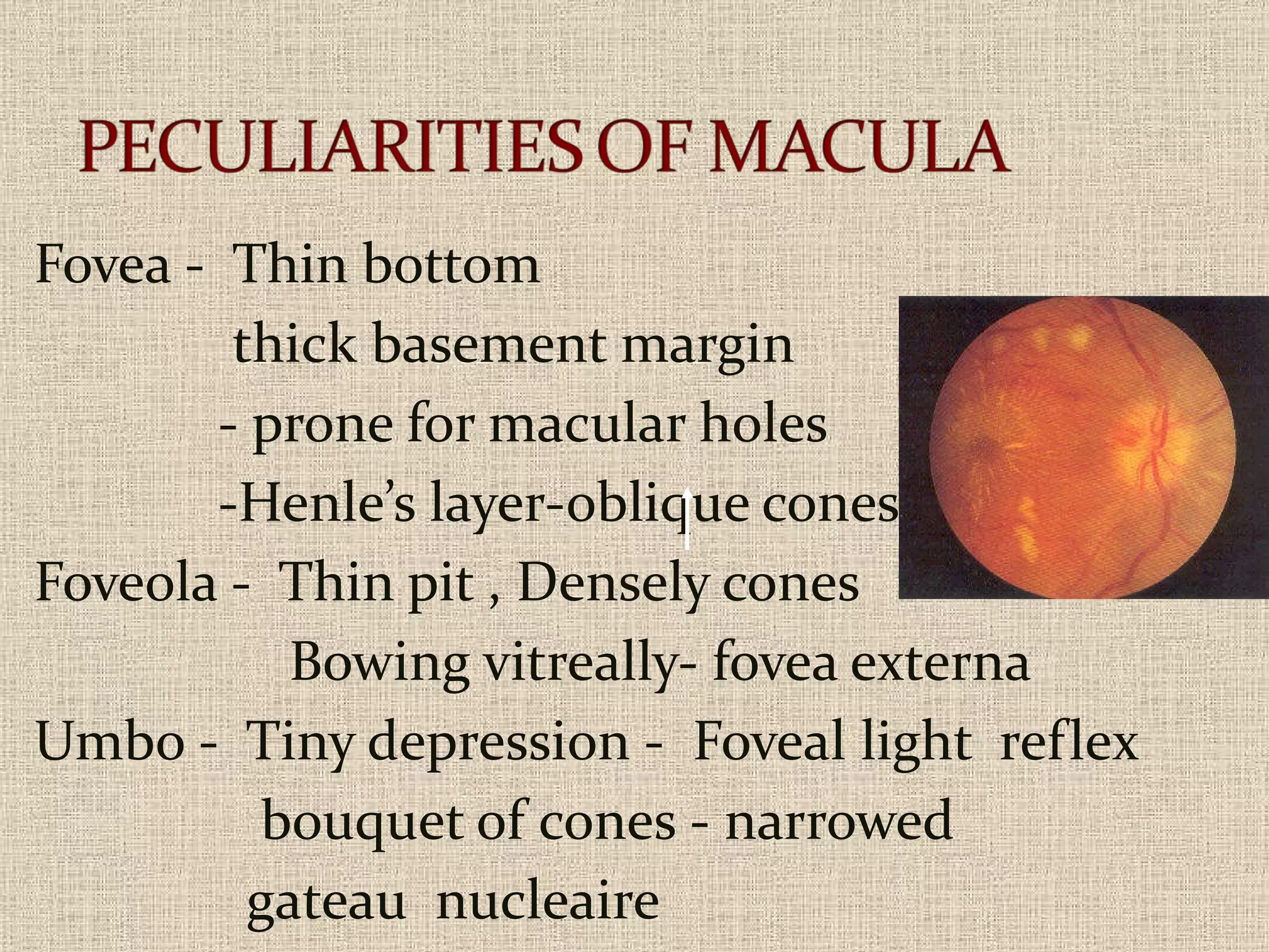 Fundus examination | PPT