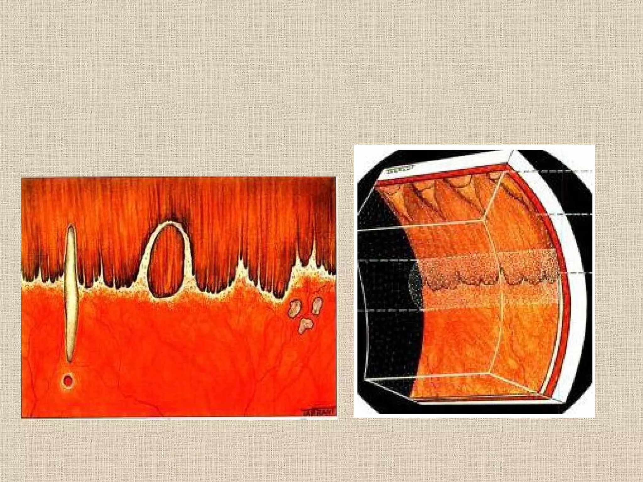 Fundus examination | PPT