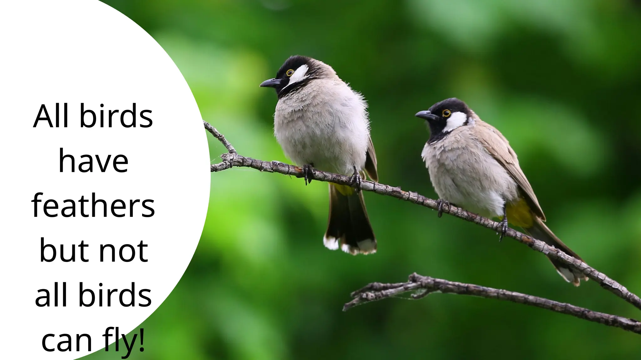 Fun Facts About Birds Presentation in Colorful Realistic Style.pptx