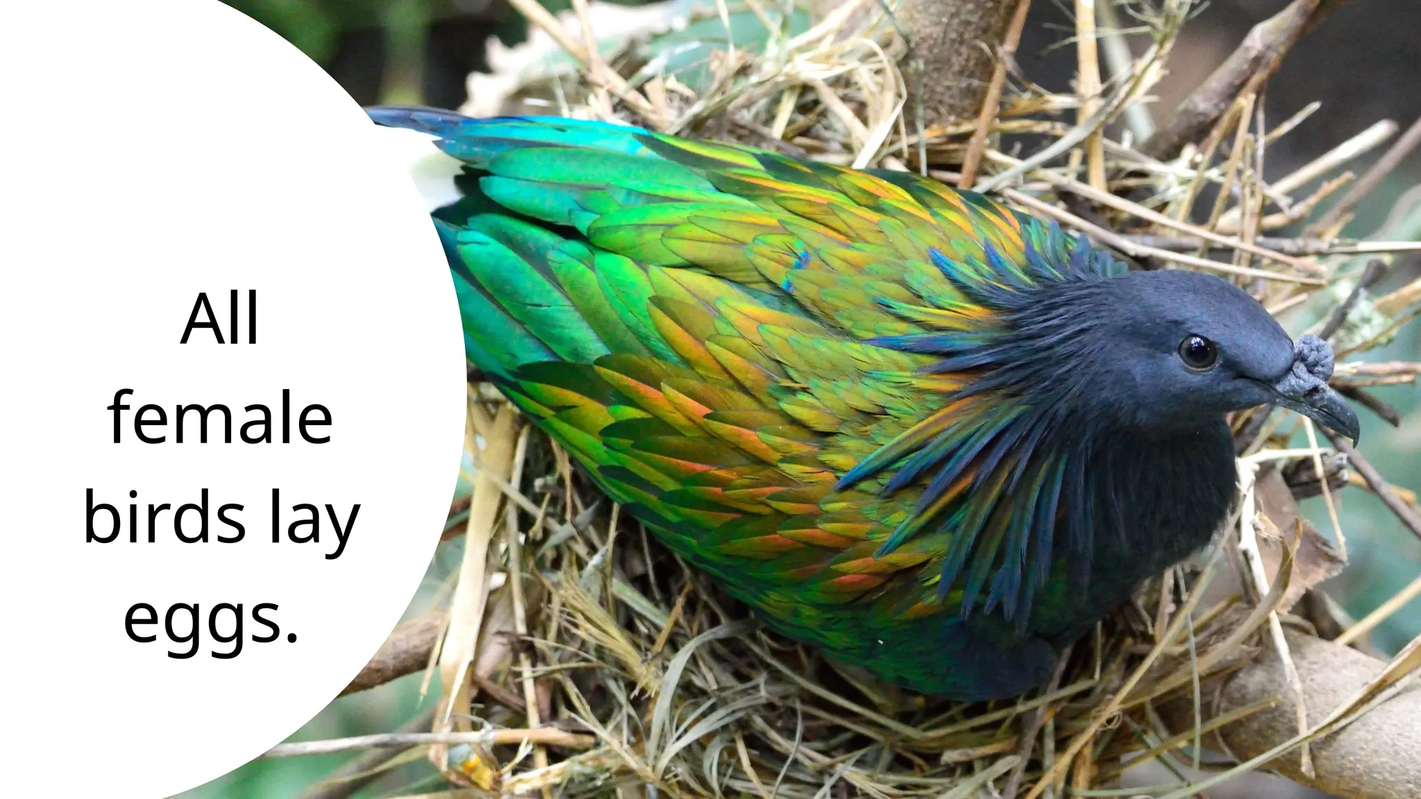 Fun Facts About Birds Presentation in Colorful Realistic Style.pptx