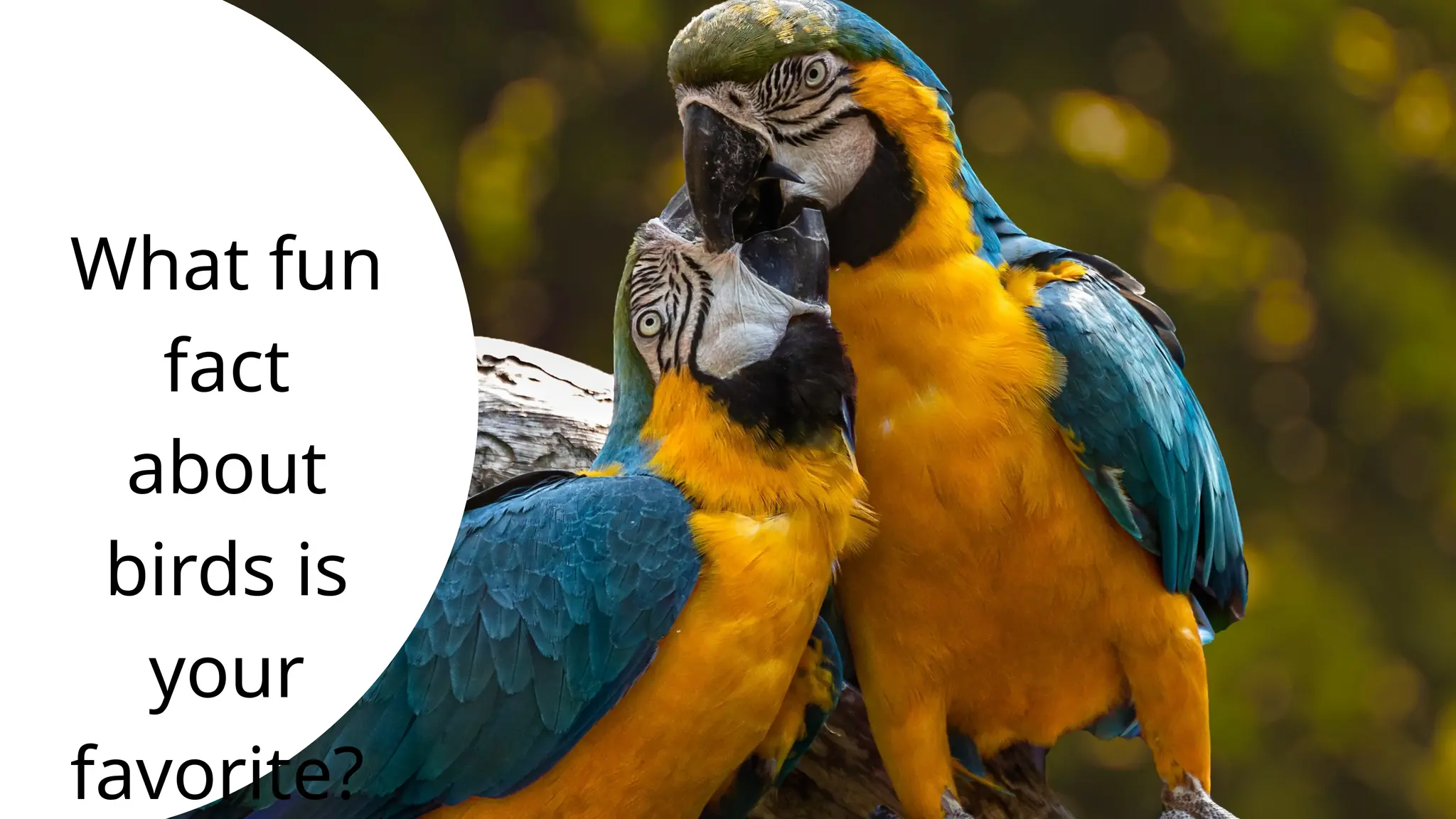 Fun Facts About Birds Presentation in Colorful Realistic Style.pptx