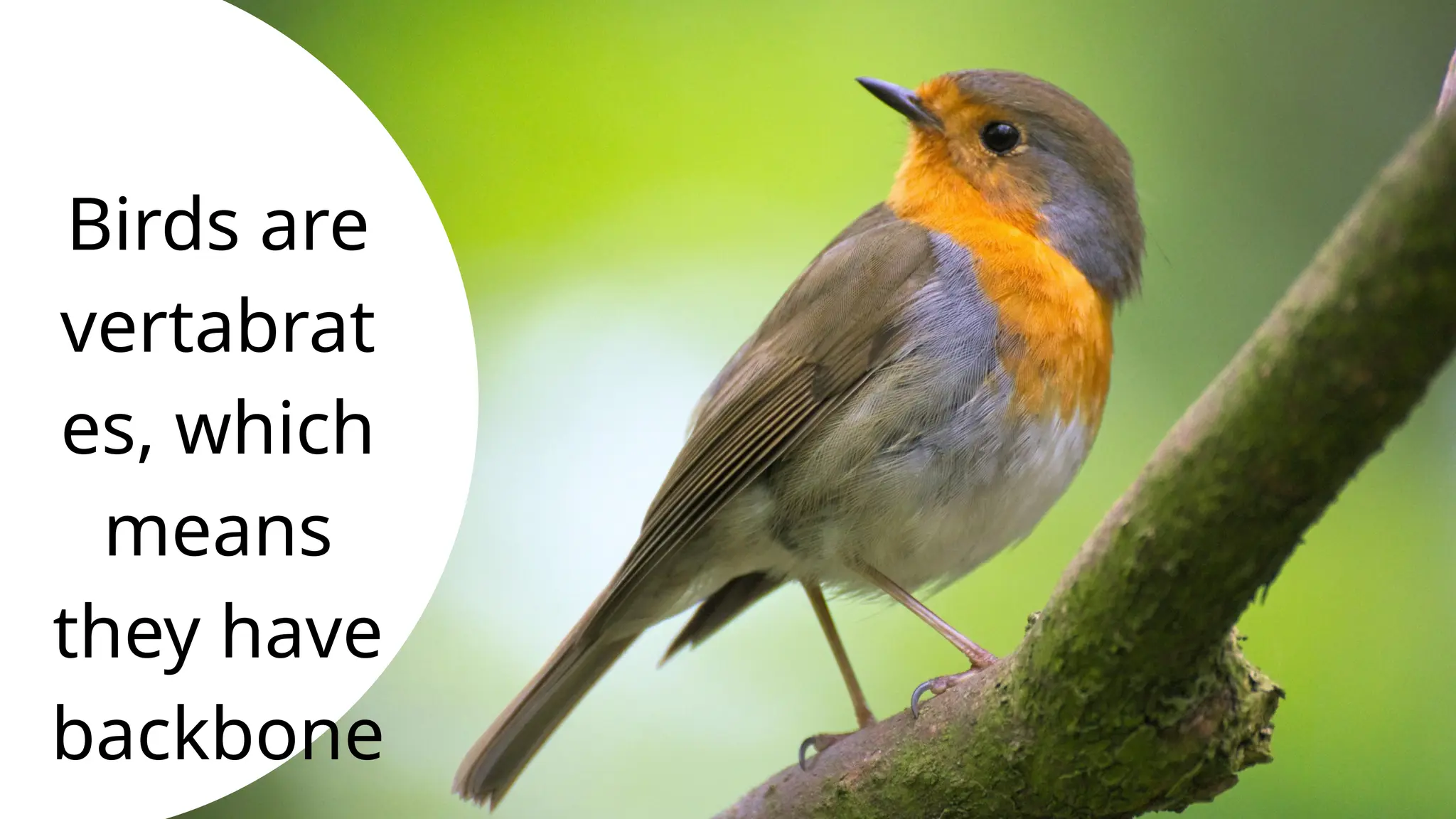Fun Facts About Birds Presentation in Colorful Realistic Style.pptx