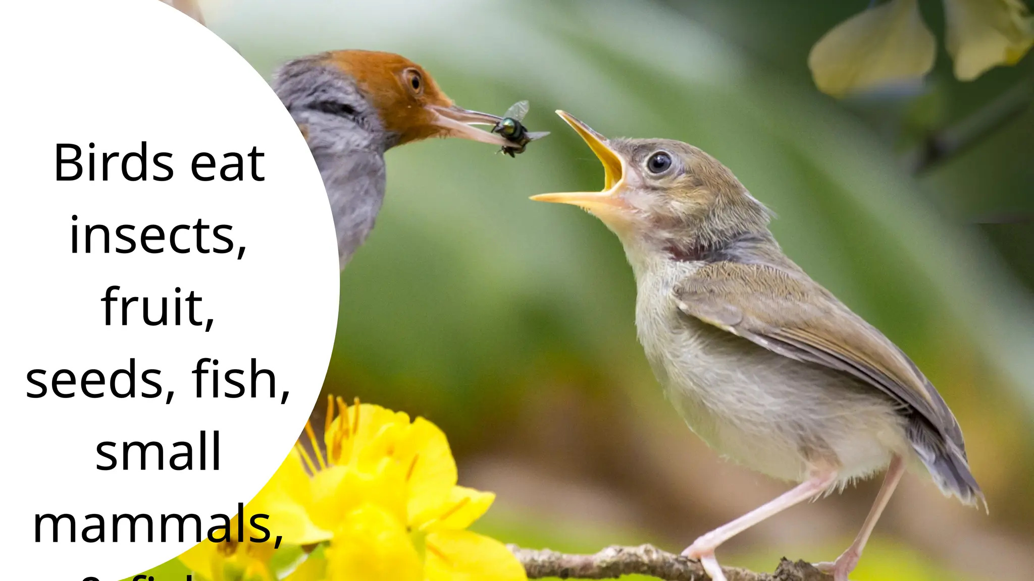 Fun Facts About Birds Presentation in Colorful Realistic Style.pptx
