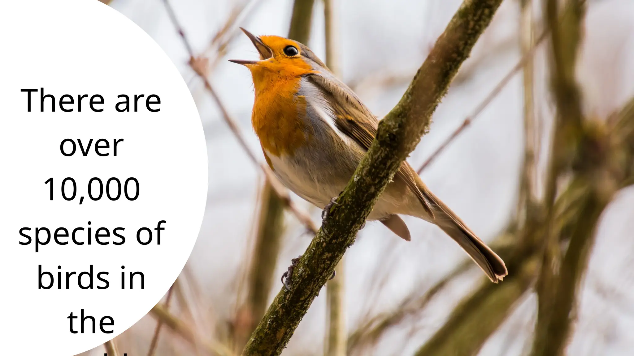 Fun Facts About Birds Presentation in Colorful Realistic Style.pptx