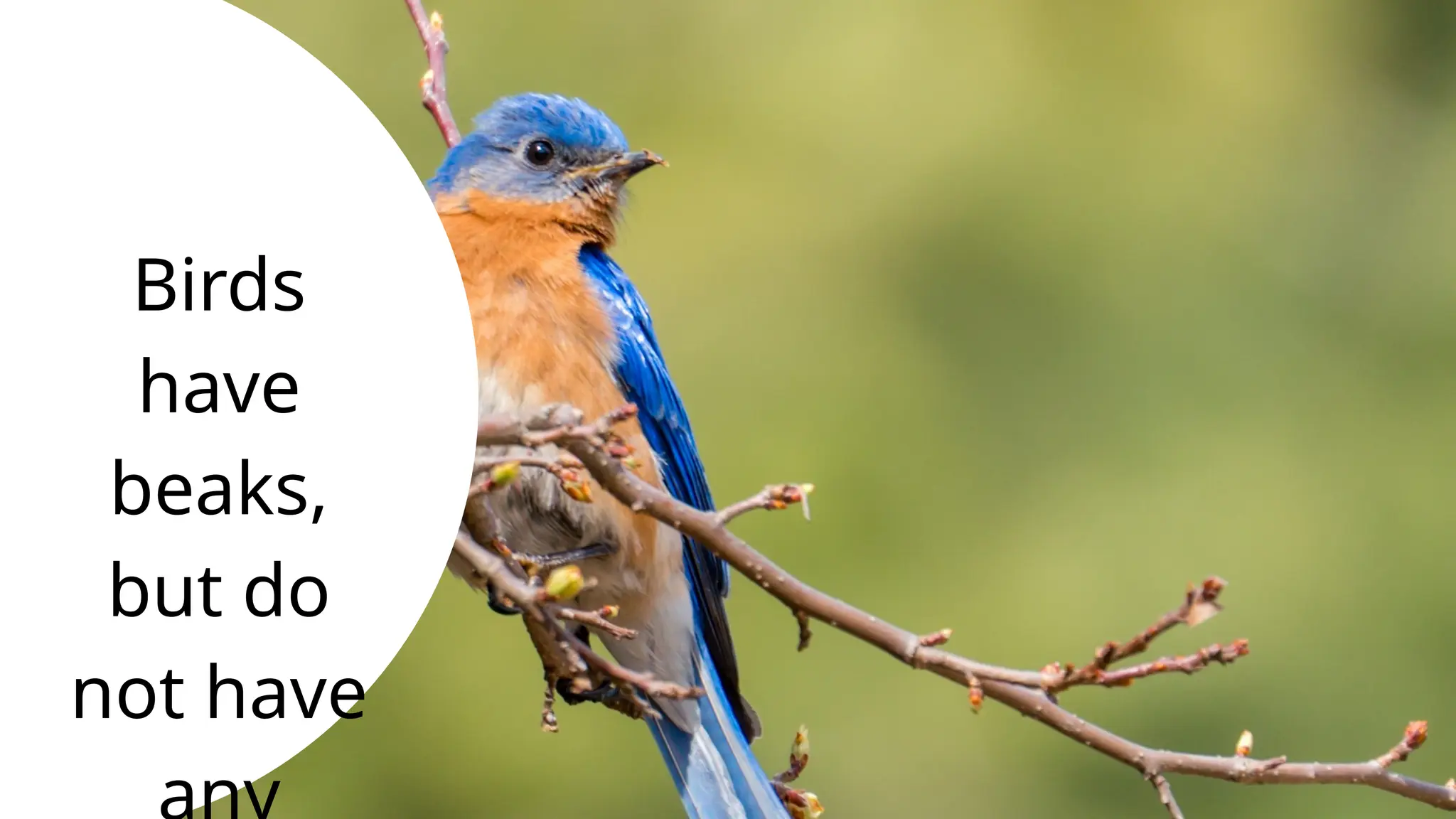 Fun Facts About Birds Presentation in Colorful Realistic Style.pptx