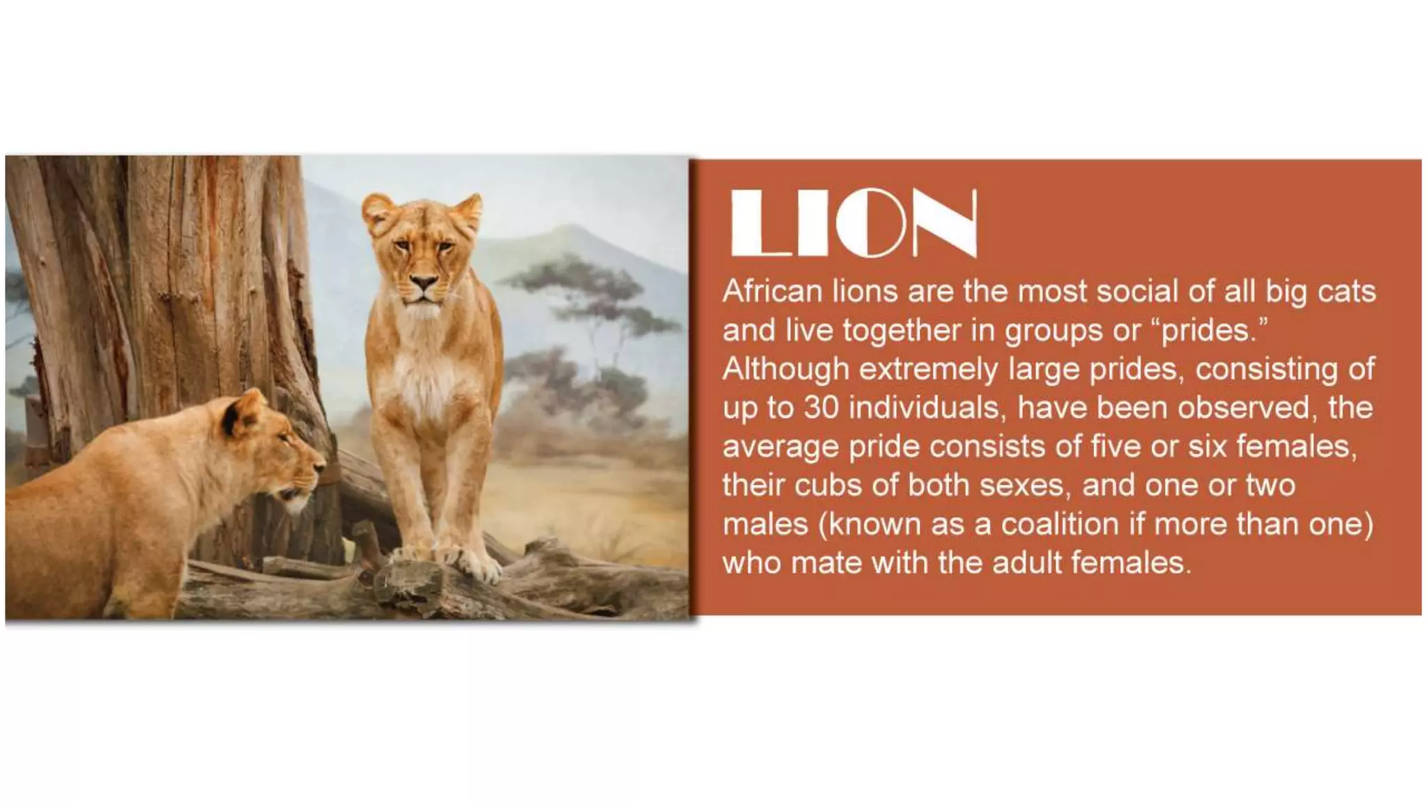 Fun facts about the big 5 | PPTX