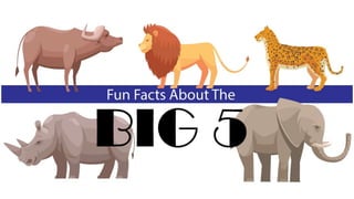 Fun facts about the big 5 | PPT