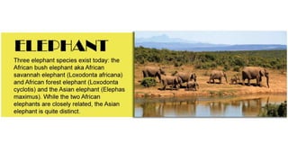 Fun facts about the big 5 | PPT