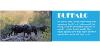 Fun facts about the big 5 | PPT