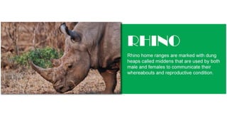 Fun facts about the big 5 | PPT