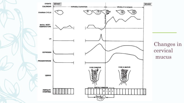 Fun Facts about Fertility | PPT
