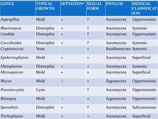 Fungal infection | PDF