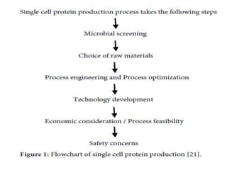 Fungal and yeast single cell protein | PPTX